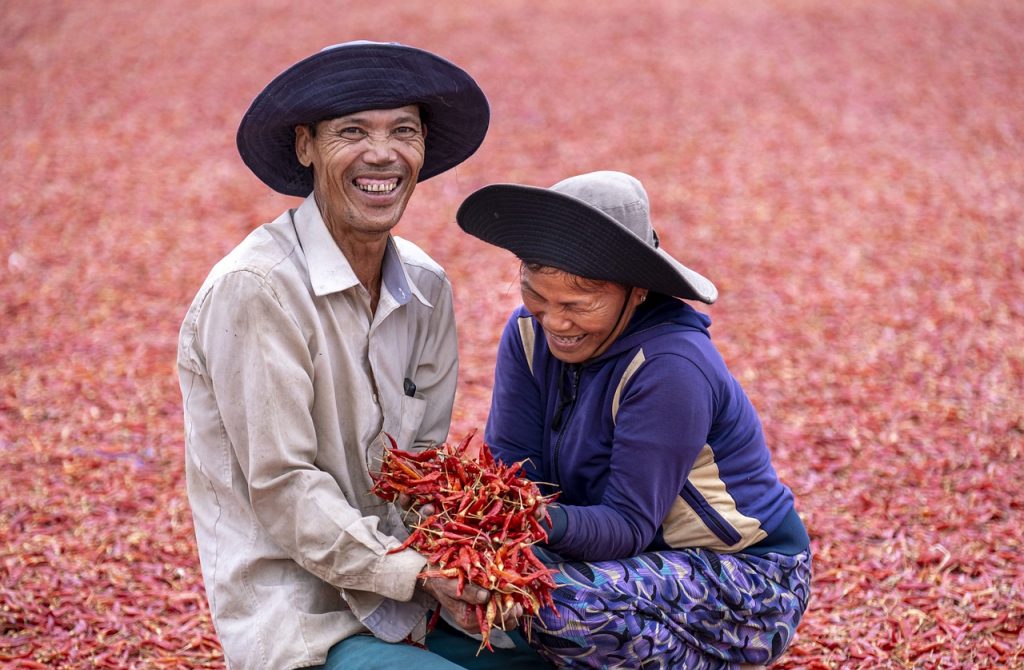Cara Menanam Cabe di Rumah, Mudah! - Lamudi