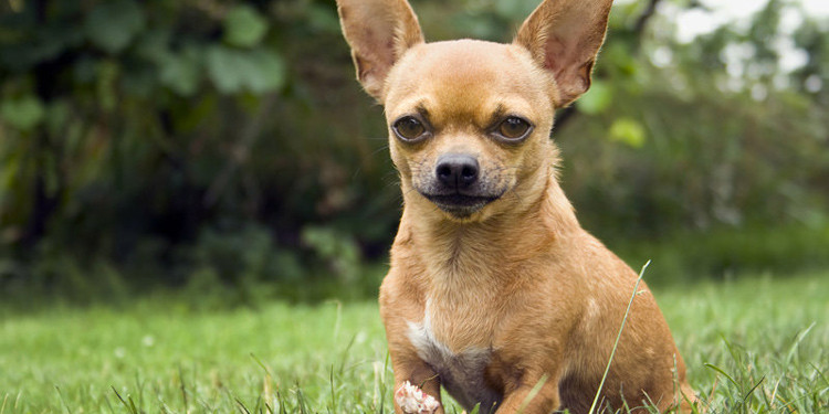 9 Jenis Anjing yang Sering Dijadikan Peliharaan di Rumah - Lamudi