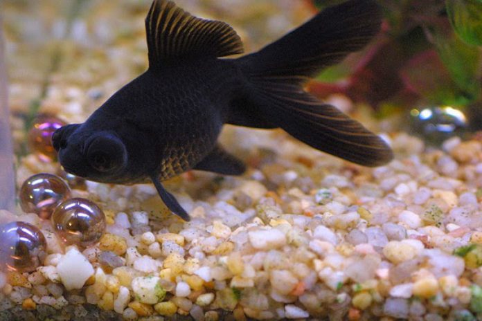 9 Jenis Ikan Mas Koki untuk Dipelihara di Rumah - Lamudi