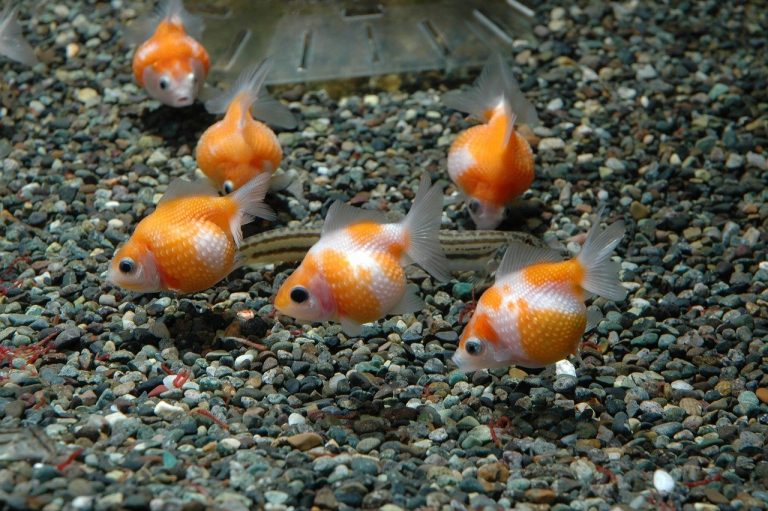 9 Jenis Ikan Mas Koki untuk Dipelihara di Rumah - Lamudi