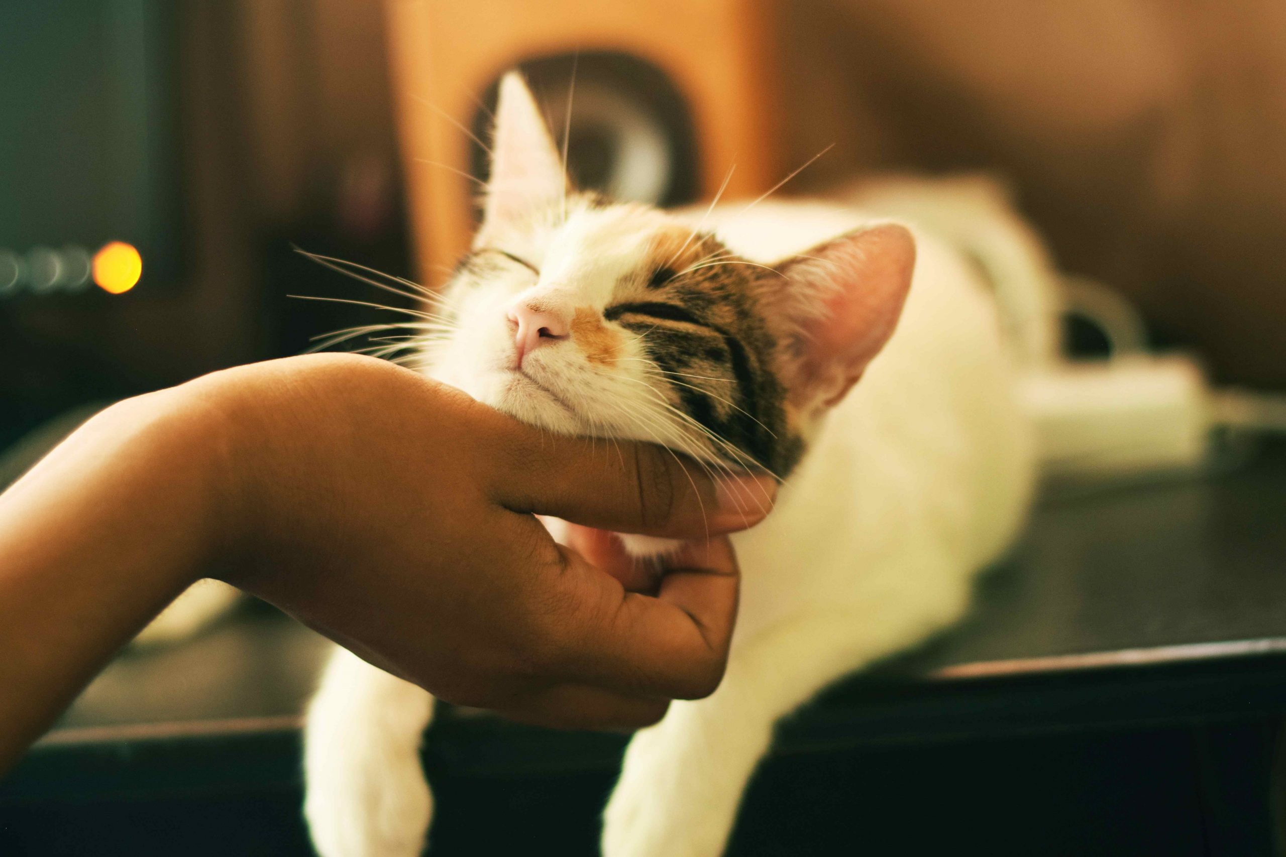Main Sama Anabul, Pilihan Kafe Kucing Jogja Terbaik - Lamudi
